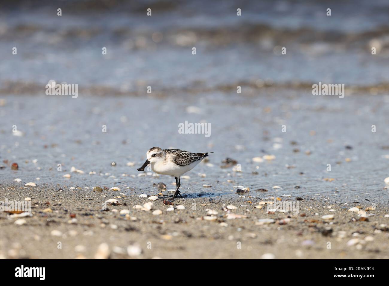Spoon-billed sandpiper (Calidris pygmaea) juvenilein Japan, one of ...