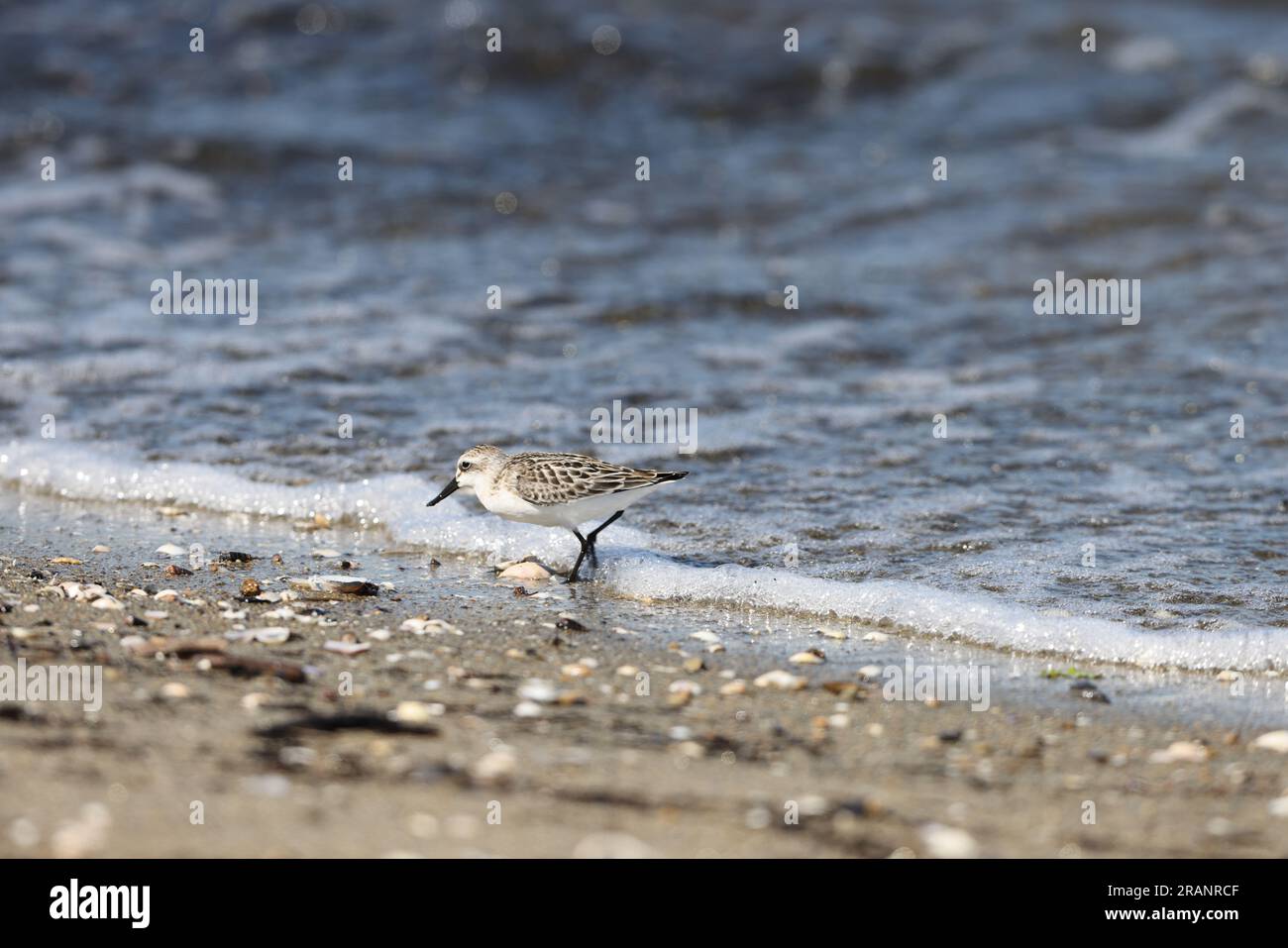 Spoon-billed sandpiper (Calidris pygmaea) juvenilein Japan, one of ...