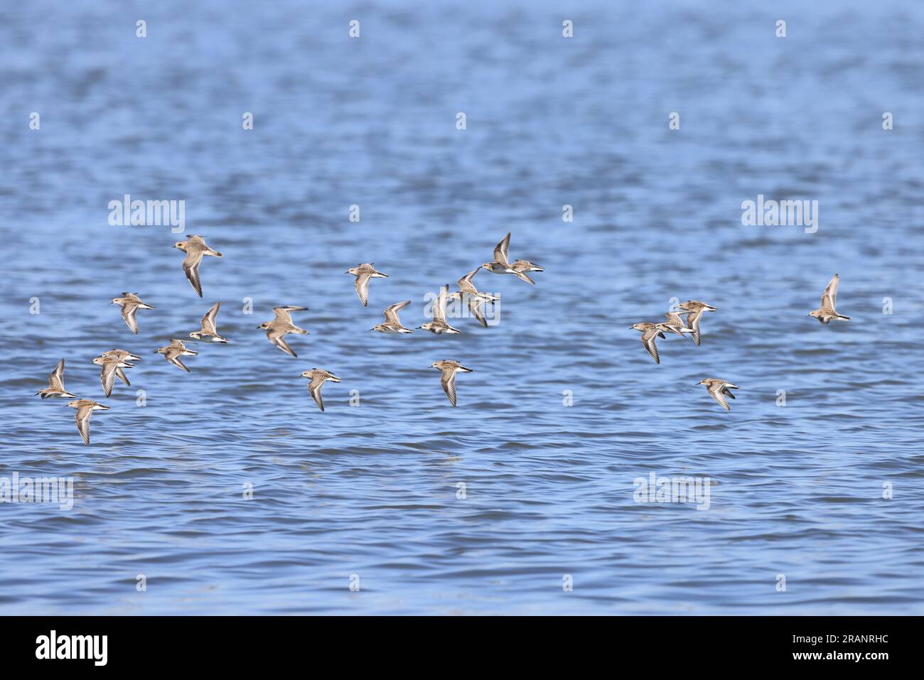 Spoon-billed sandpiper (Calidris pygmaea) juvenilein Japan, one of ...