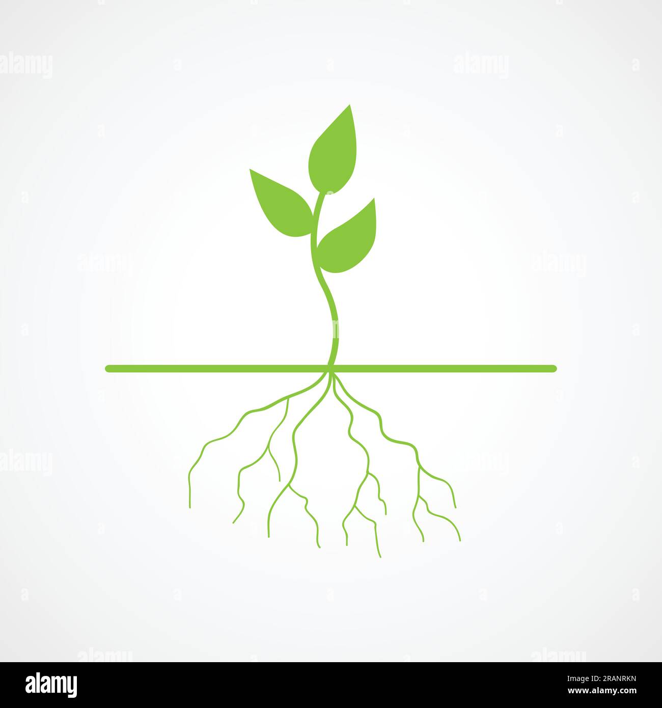 Graphic illustration of young tree with root Stock Vector Image & Art ...