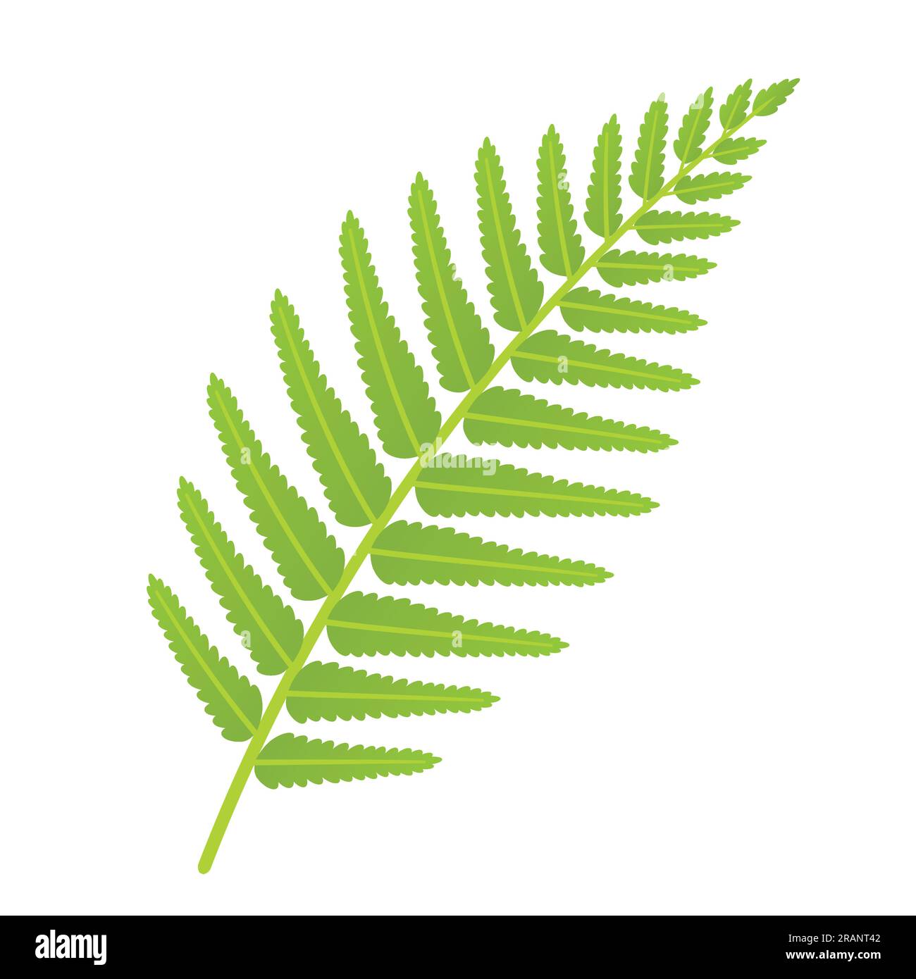 Green Fern Leaf Vector Illustration Stock Vector Image Art Alamy Green Fern Leaf Vector Illustration Stock Vector Image Art Alamy
