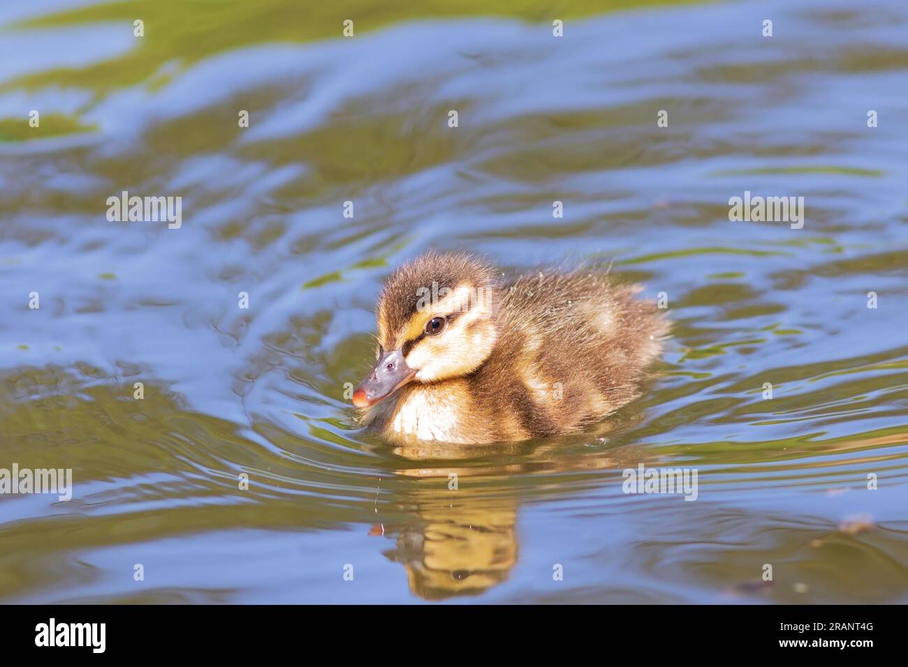 cute mallard duckling on water (Anas platyrhynchos Stock Photo - Alamy