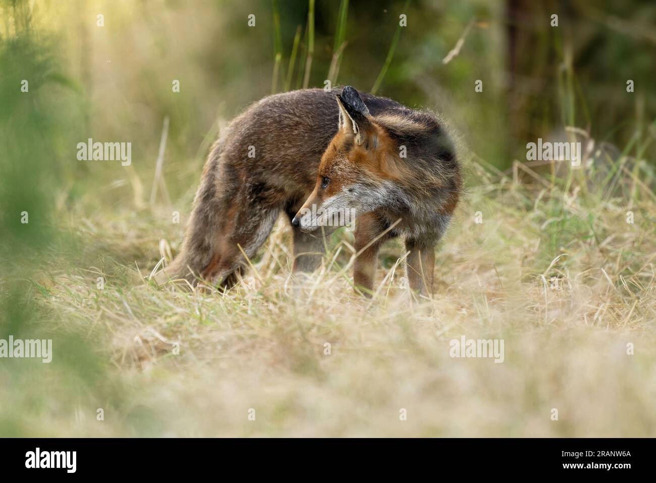 Sunset Fox looks behind Stock Photo - Alamy