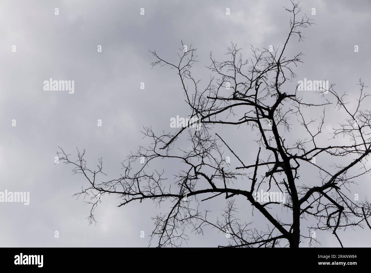 somber natural landscape: branches of dry tree against dark rain clouds ...