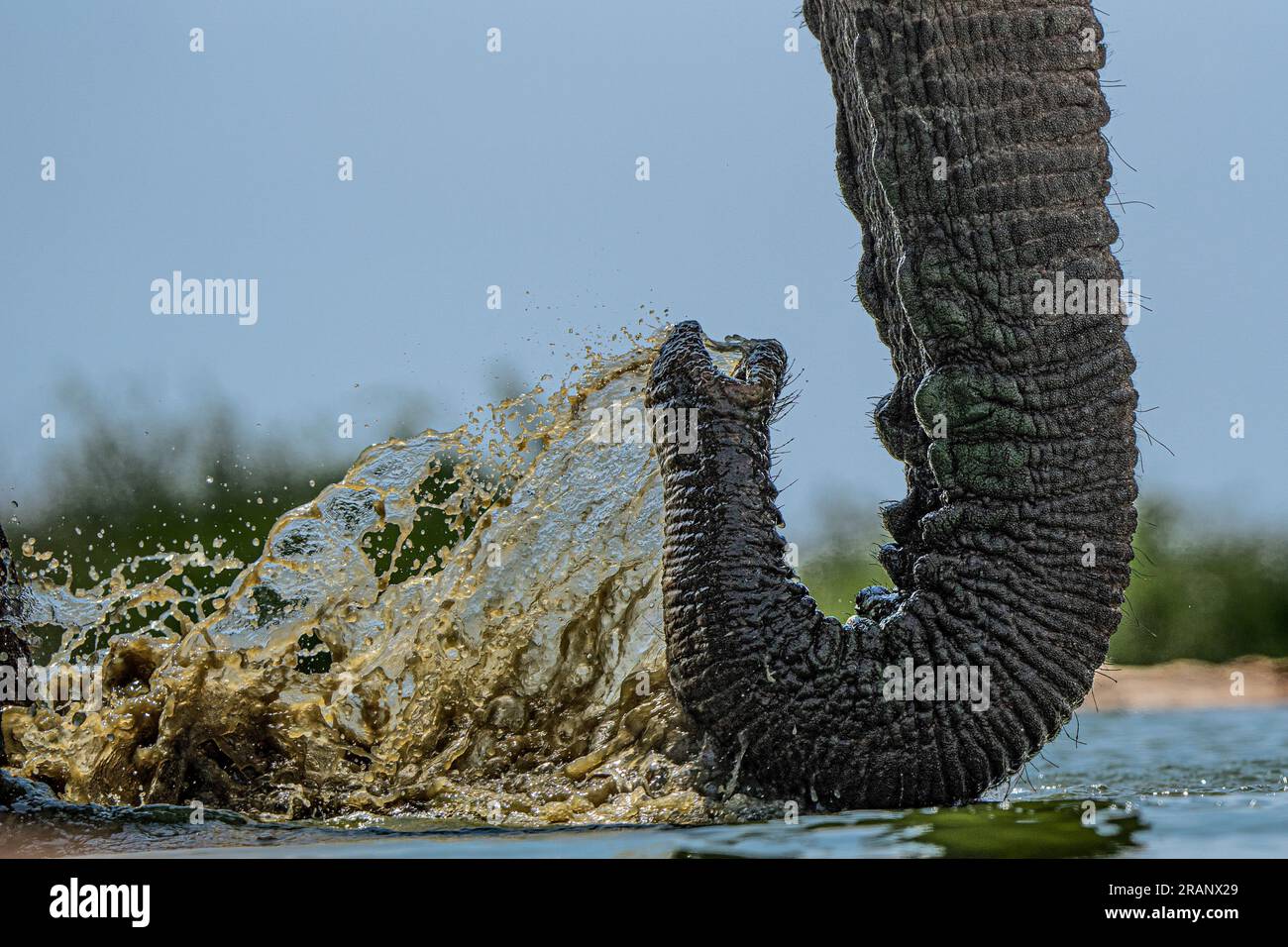 A close up of a powerful elephant trunk ready to spray NORTH WEST ...