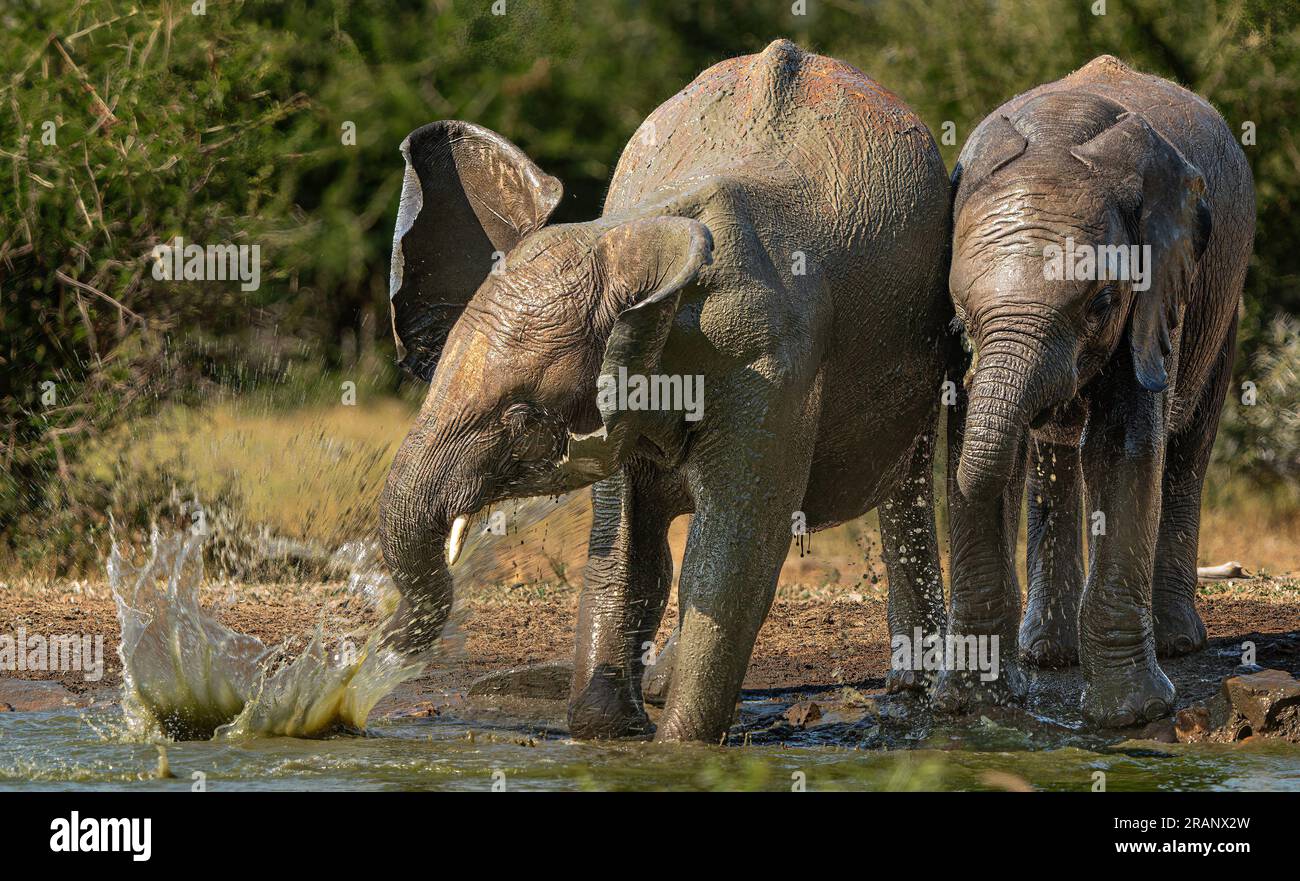 The young elephants splash about NORTH WEST, SOUTH AFRICA. HILARIOUSLY ...