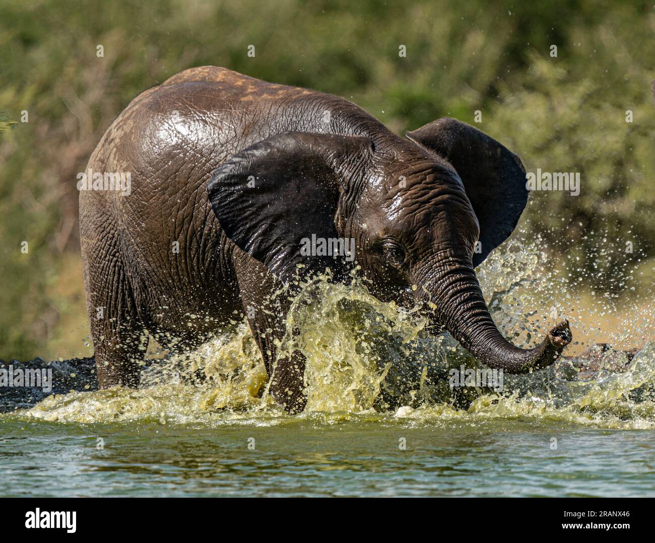 The seven year slip hi-res stock photography and images - Alamy