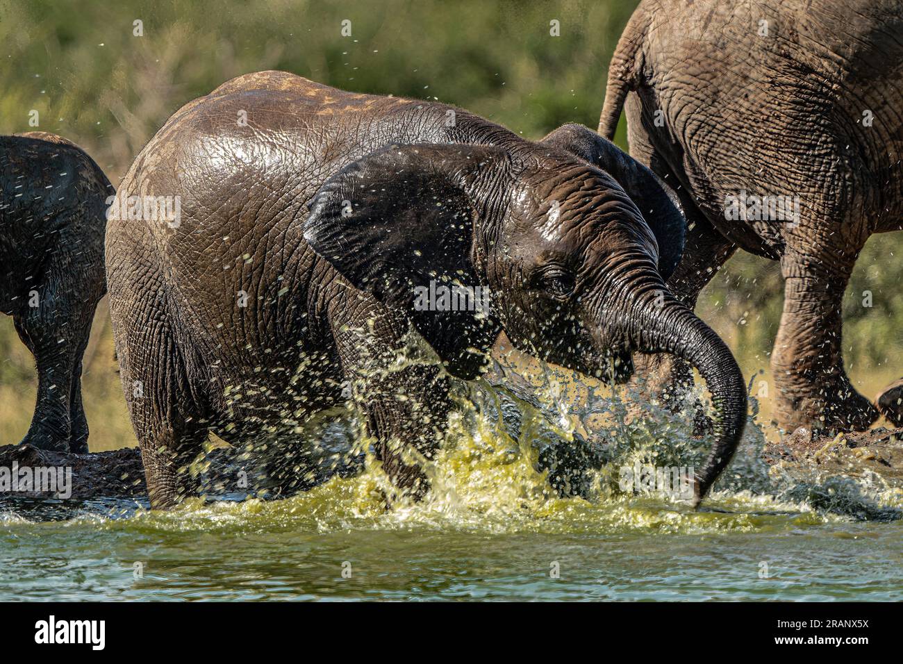 The elephant is a little clumsy in the water NORTH WEST, SOUTH AFRICA ...