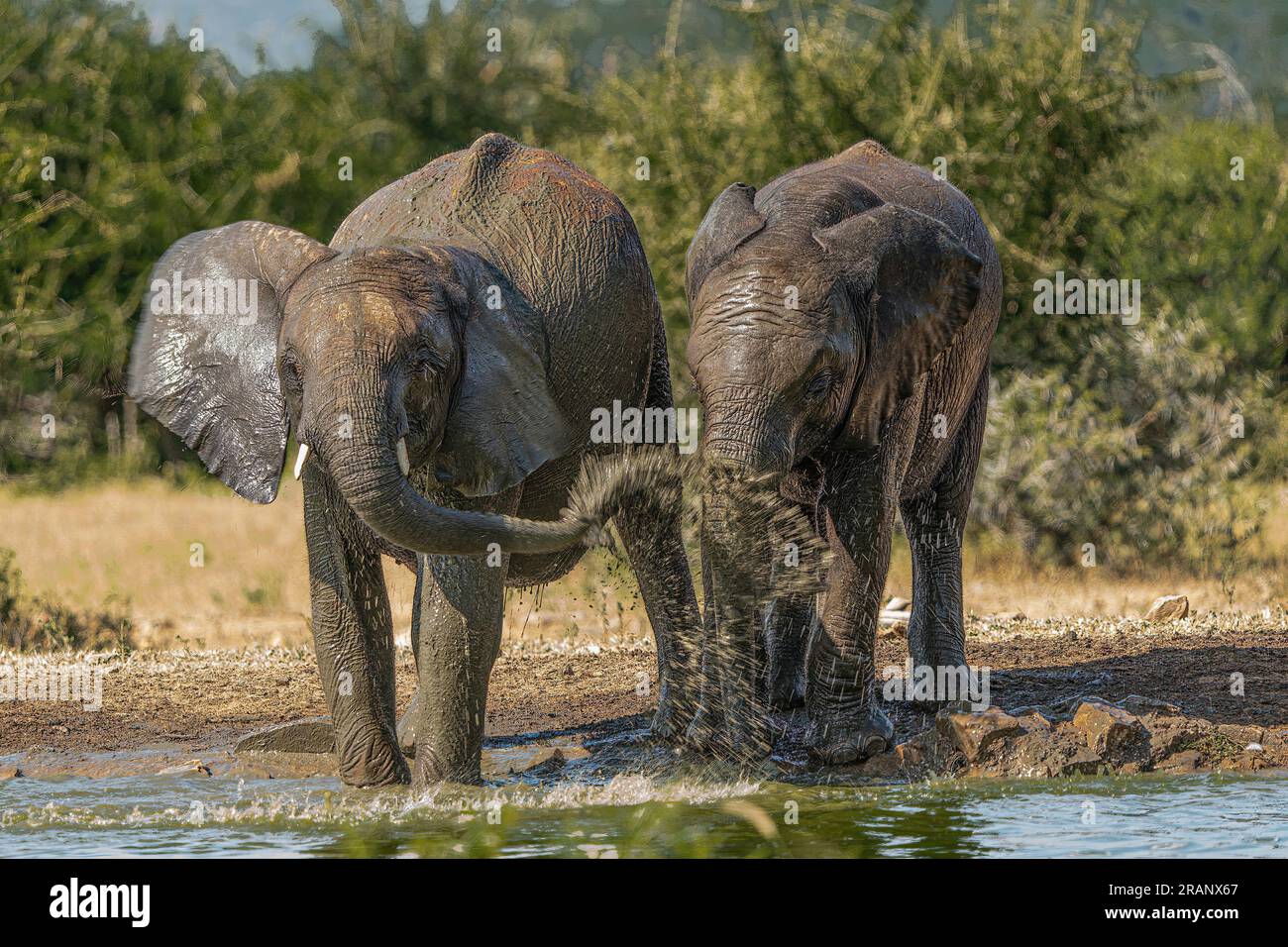 The young elephants spray each other NORTH WEST, SOUTH AFRICA ...