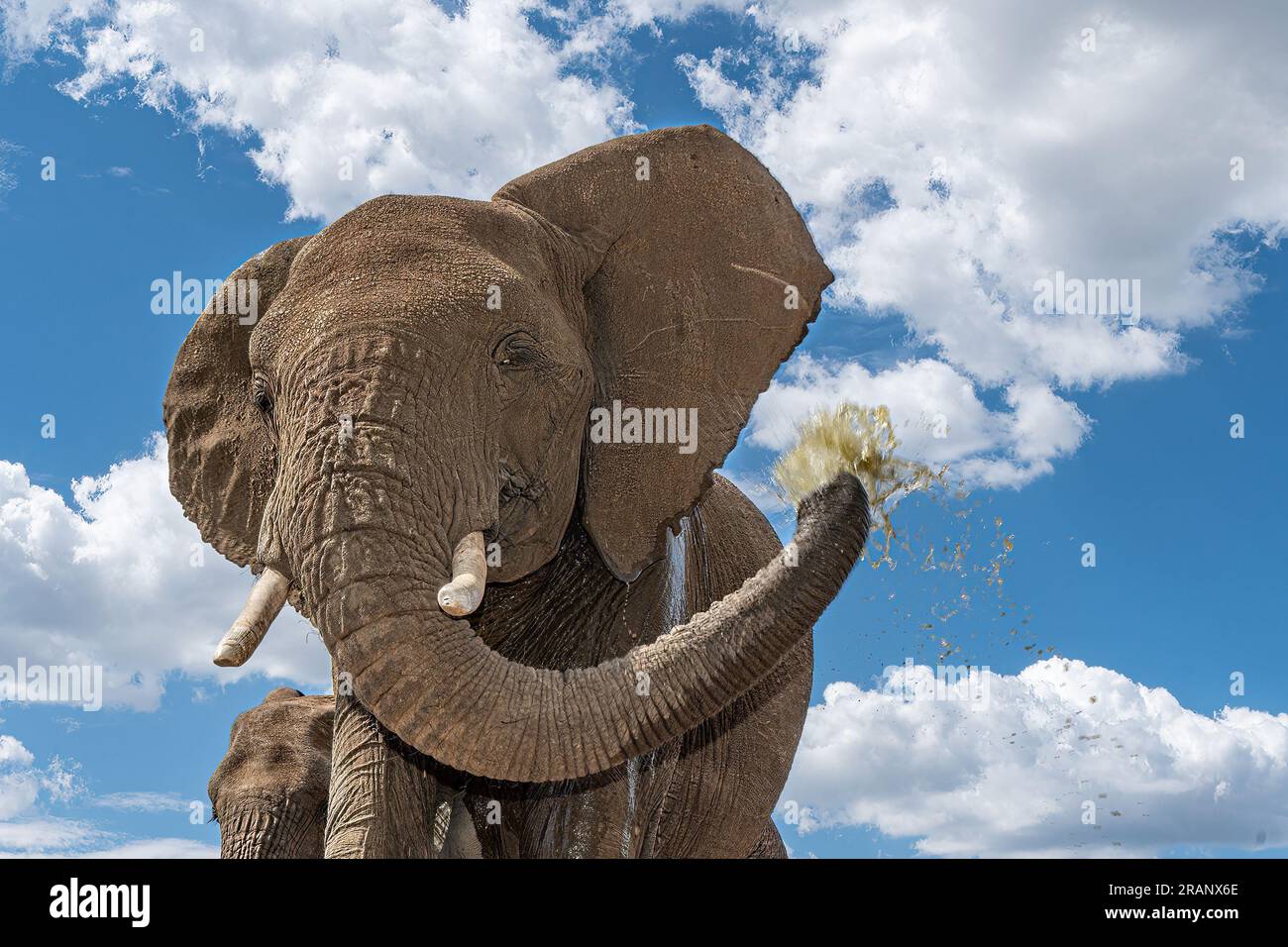 The older elephants cool off while the youngsters play NORTH WEST ...