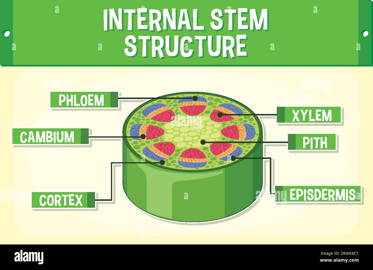 Internal structure of stem diagram illustration Stock Vector Image ...