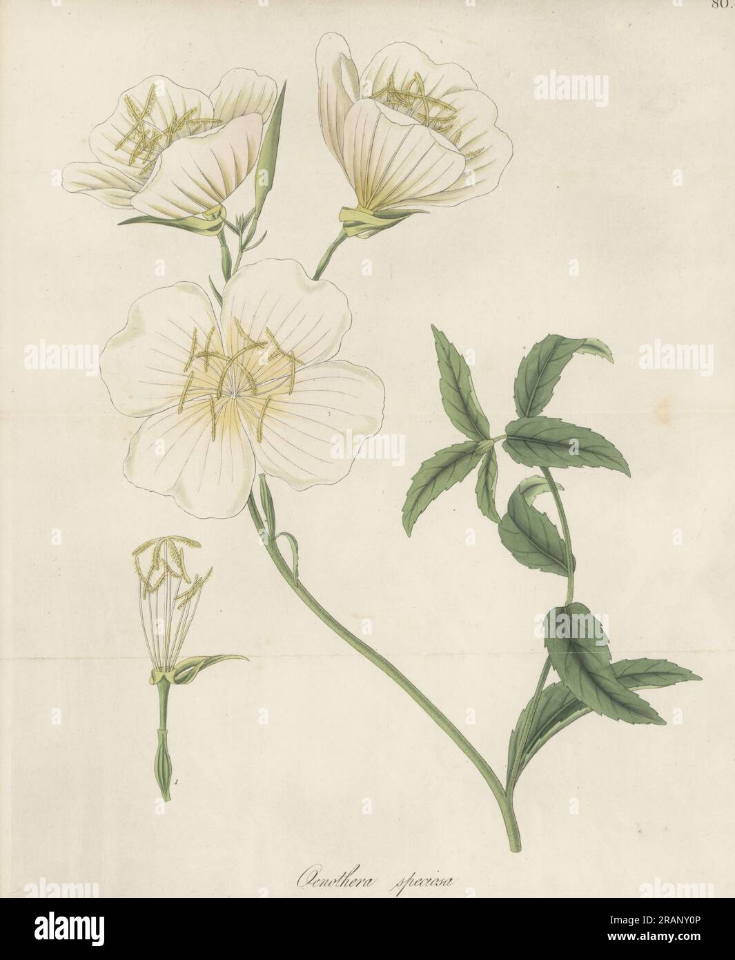 Pink Evening Primrose Drawing