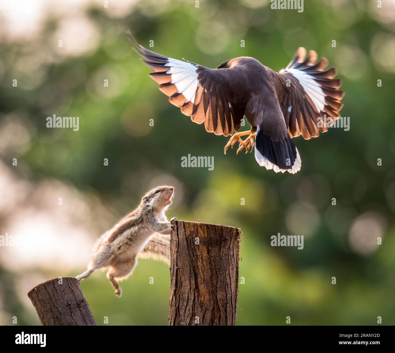 The squirrel tries to shoo away the myna bird. Chandigarh, India ...