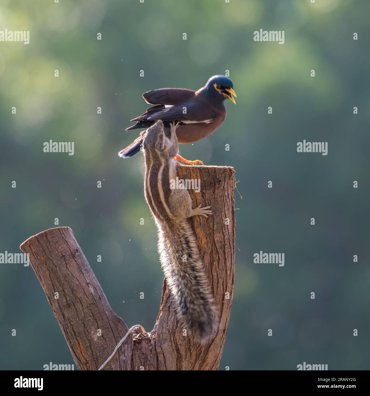 The squirrel attacks the myna using its claws and teeth. Chandigarh ...