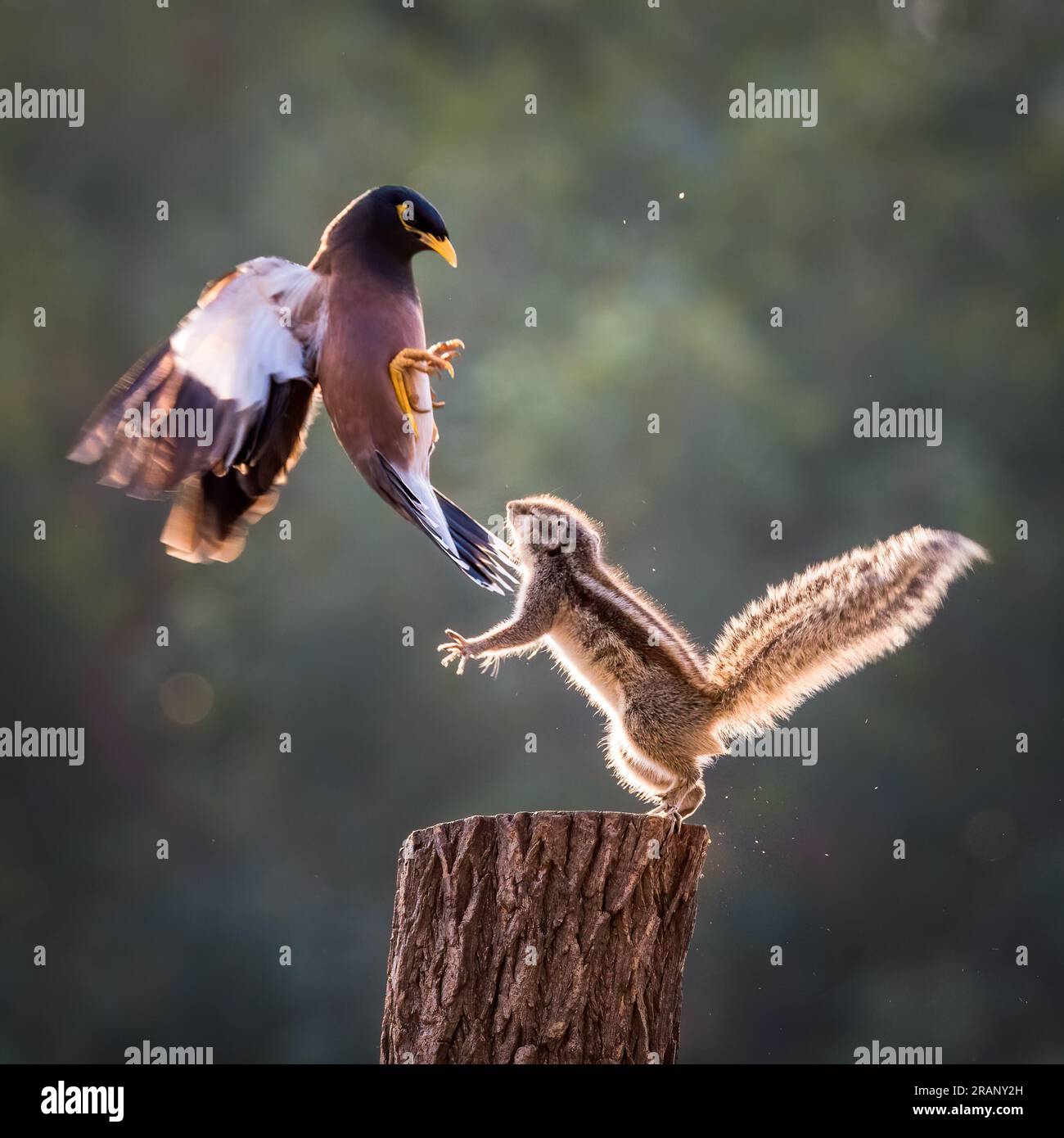 A funny shot of the myna trying to kick the squirrel. Chandigarh, India: HILARIOUS images of a ...
