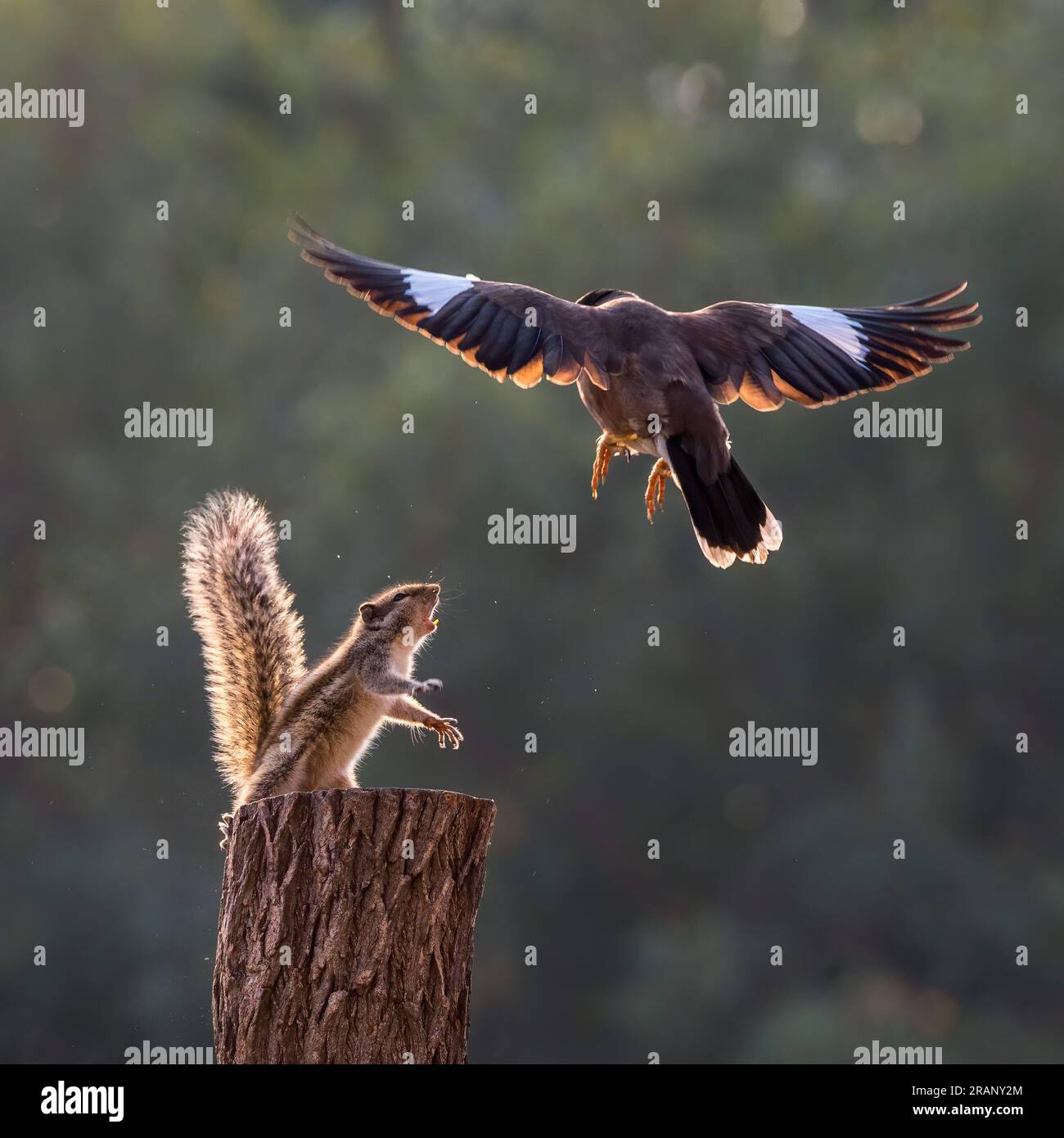 The squirrel looks angry and pissed off. Chandigarh, India: HILARIOUS ...