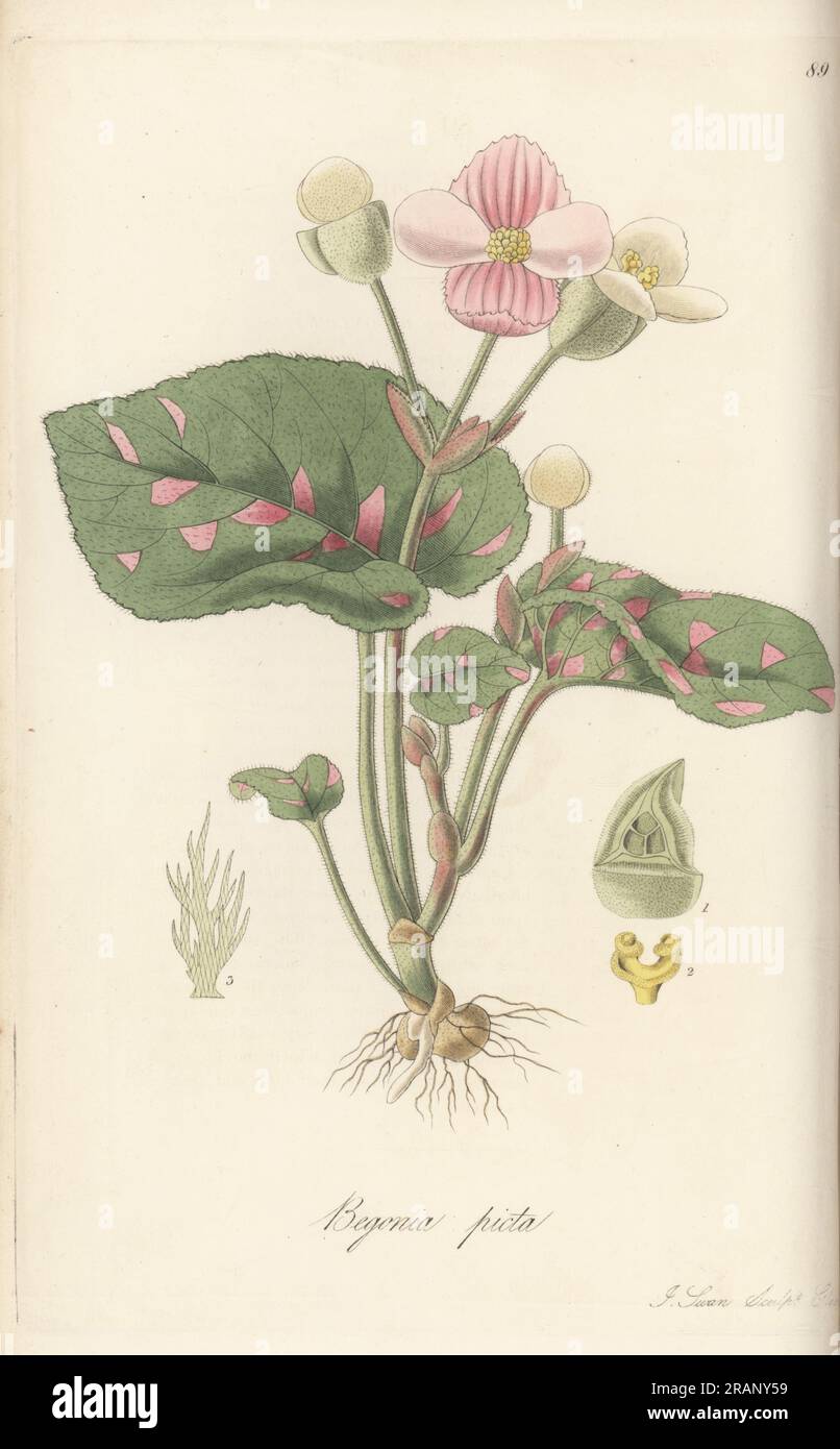 Begonia picta hi-res stock photography and images - Alamy