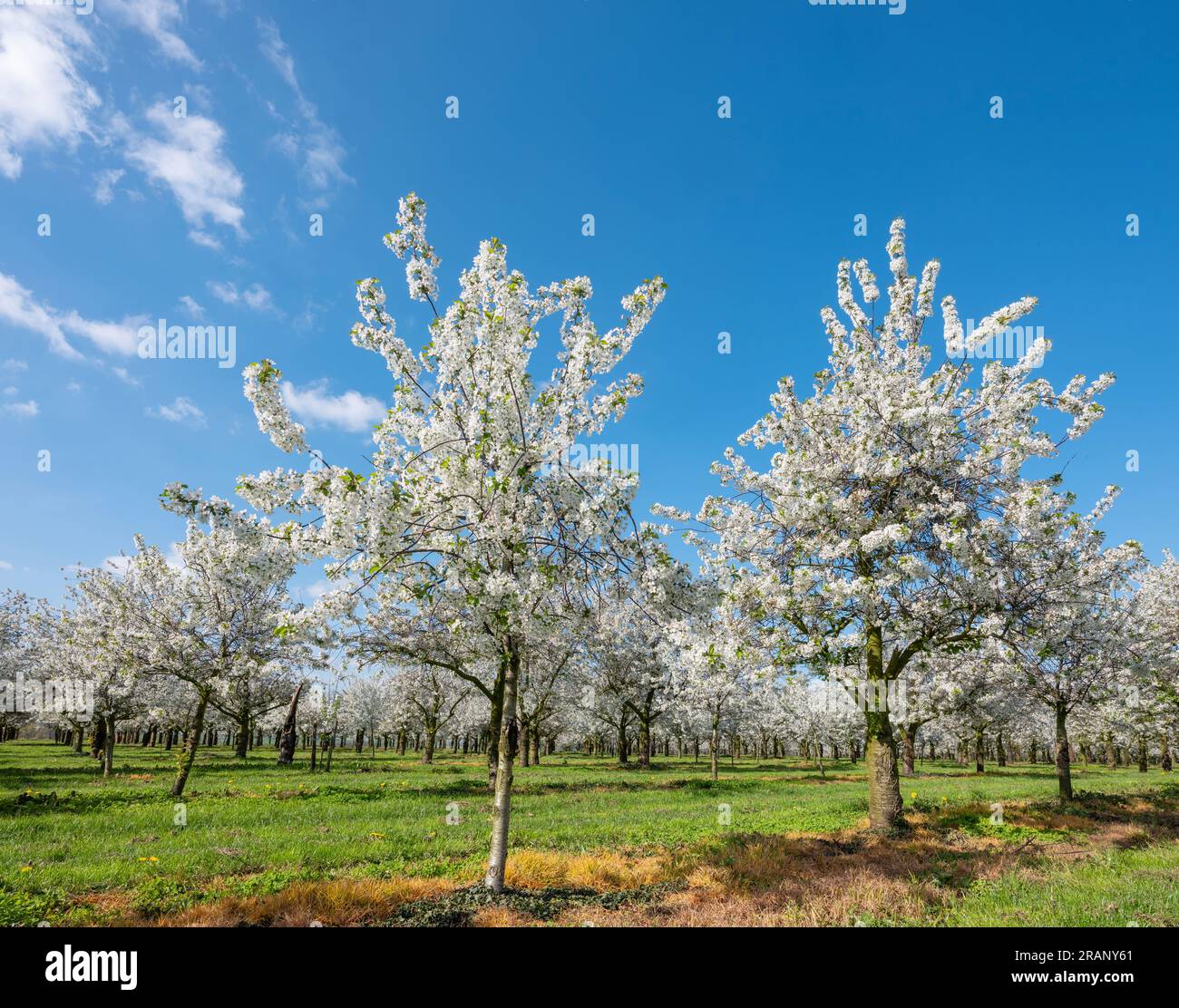 orchard with blossoming trees under blue sky and spring flowers in ...