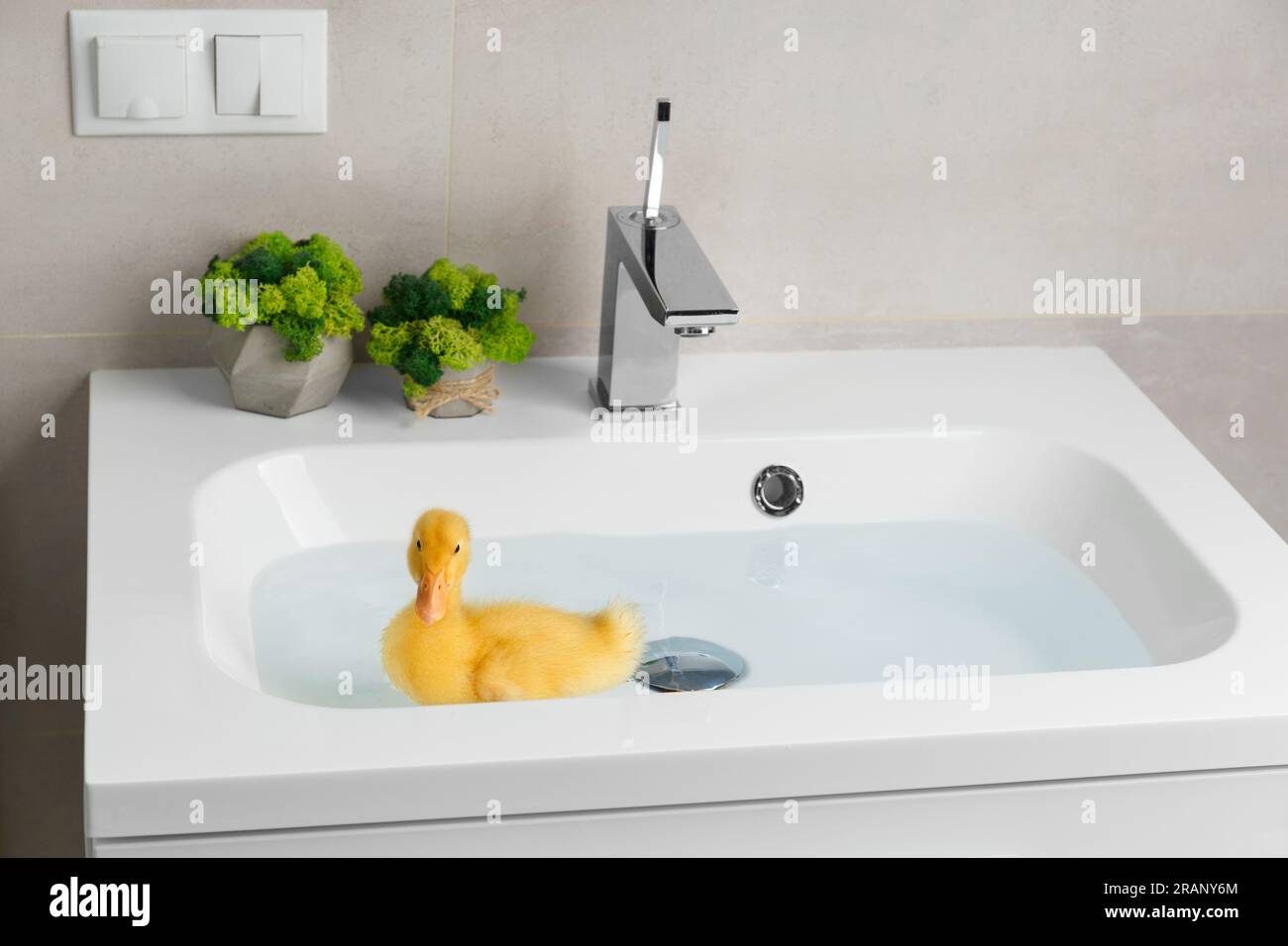 A cute funny lively duckling swims in the water at home in a white ...