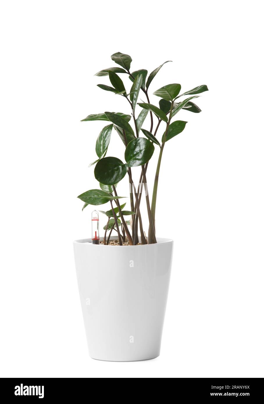 Smart white flower pot with watering system, water level indicator ...