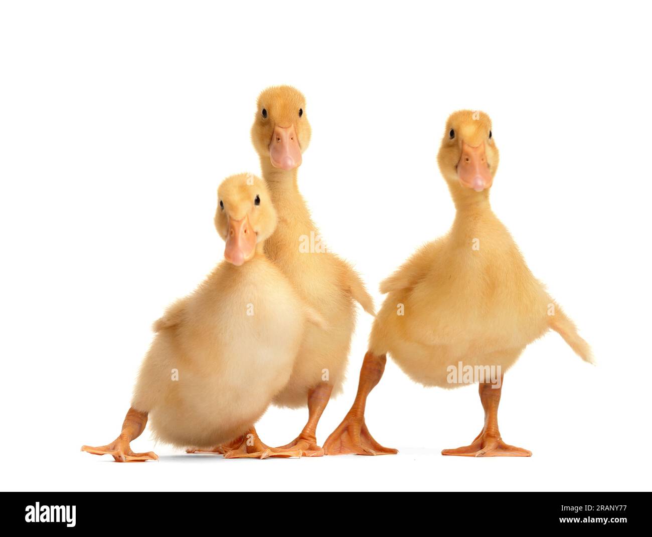 White fluffy duck Cut Out Stock Images & Pictures - Alamy