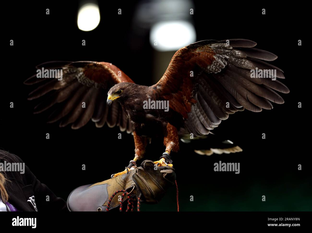 Rufus The Hawk, used to keep pigeons away from the courts on day three ...