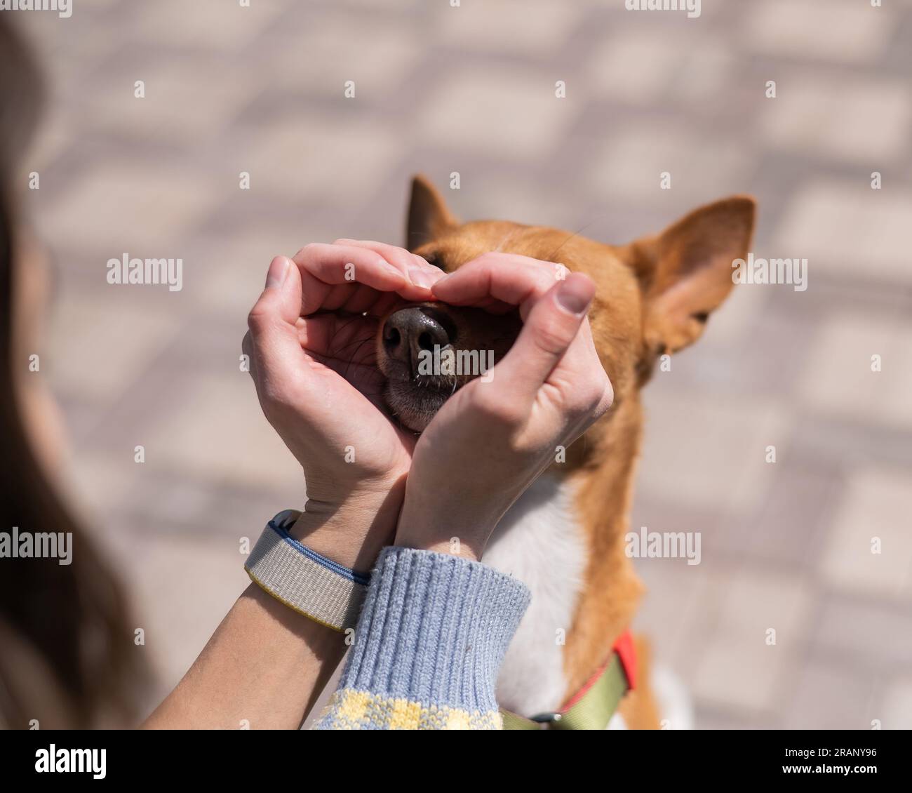 A woman makes a heart of her palms on her dog's face. A non-barking ...