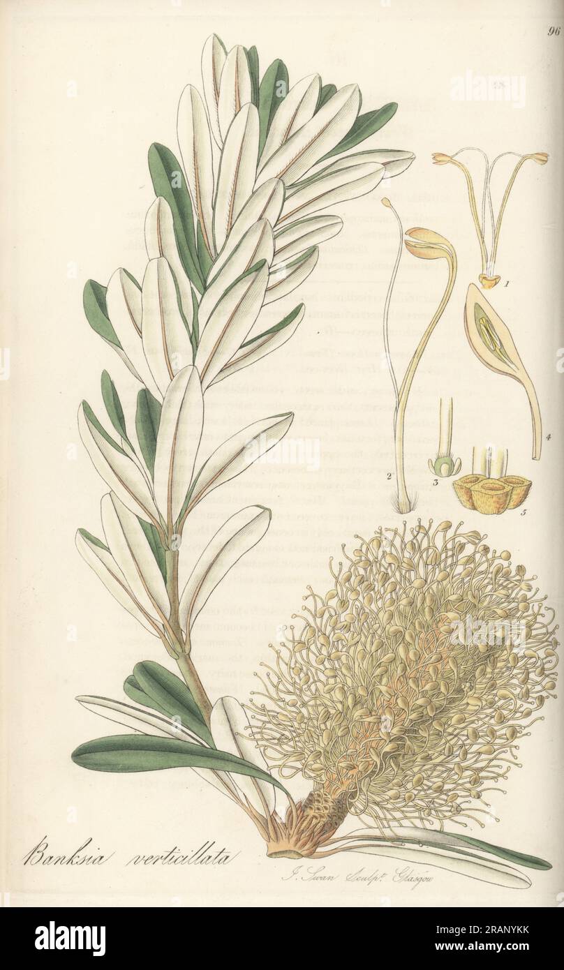 Granite banksia, Albany banksia, or whorl-leaved banksia, Banksia ...