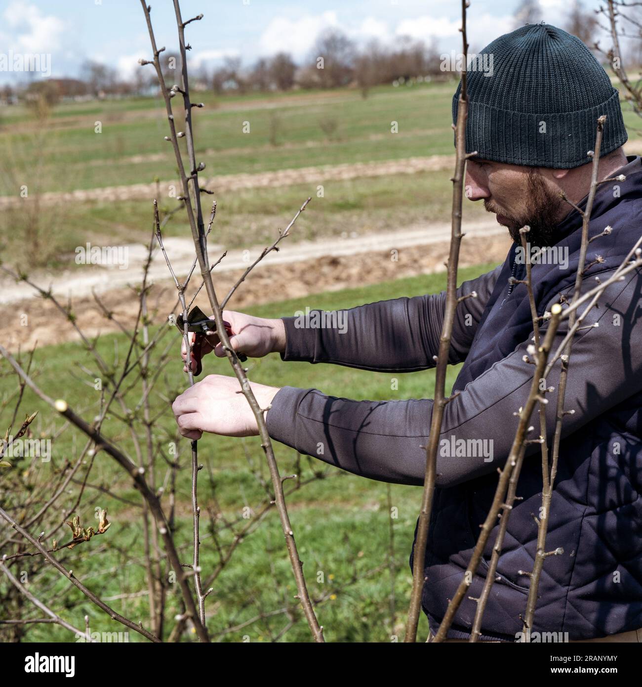 Forming the crown of a tree using spring pruning and removing ...