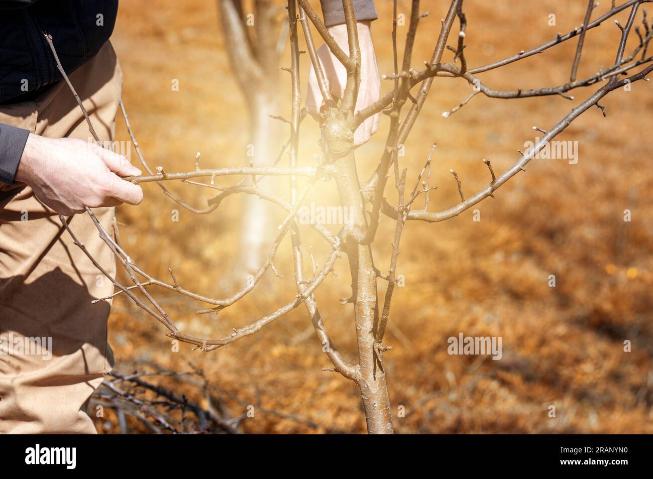 Spring formative pruning of a tree and the formation of a tree crown ...