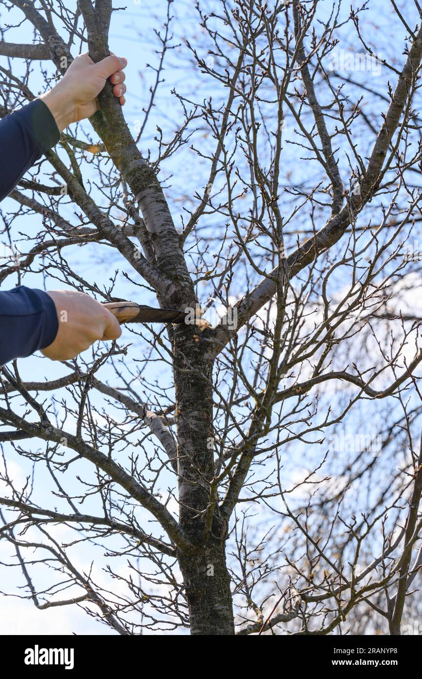 a gardener cuts branches on a plum tree with a hand saw, landscaping ...