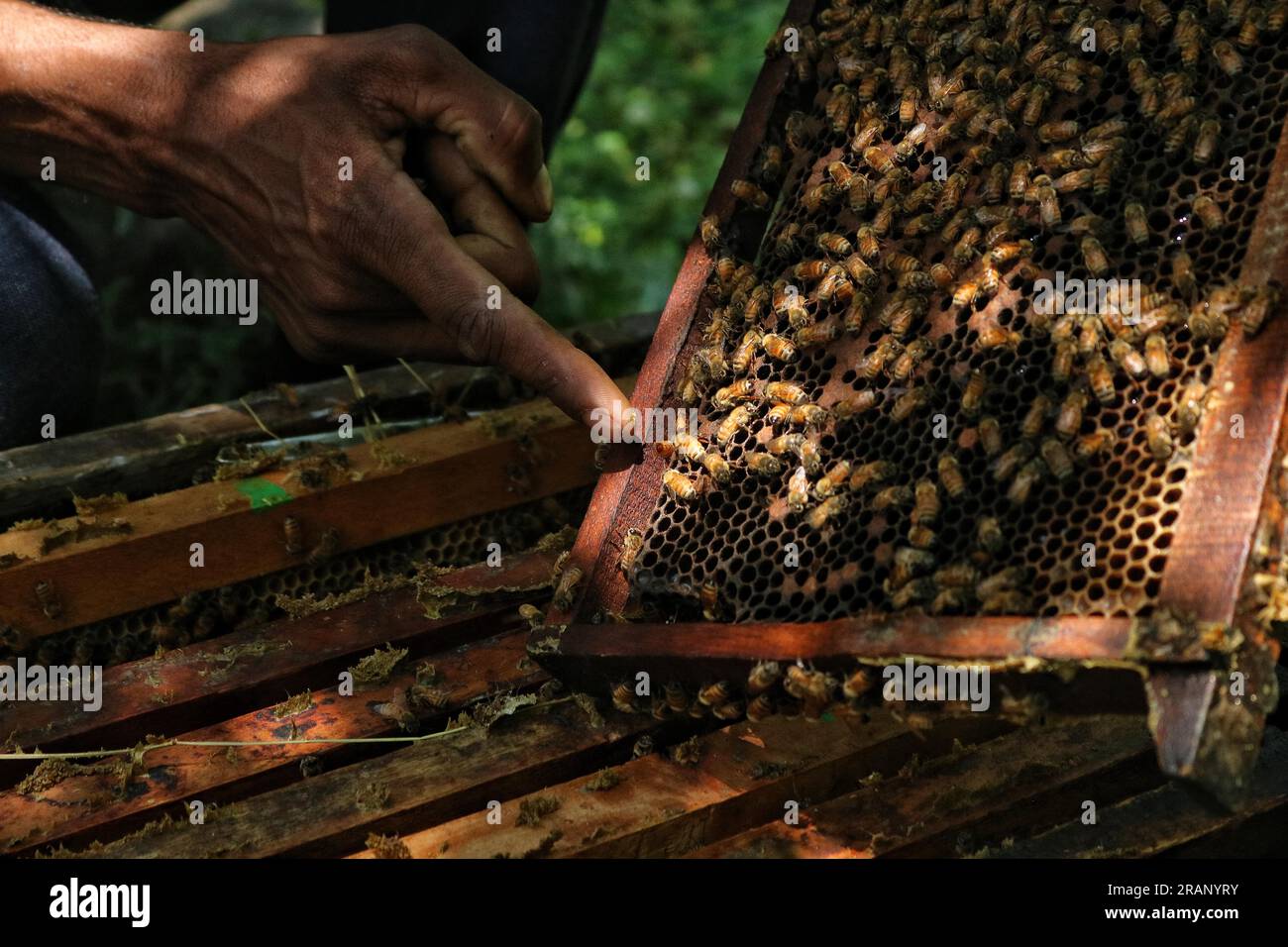 Bee farming india hi-res stock photography and images - Alamy
