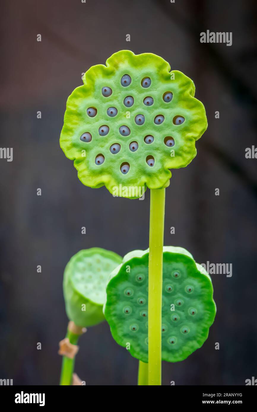 Water lotus seed pods looking like alien creature eyes Stock Photo - Alamy