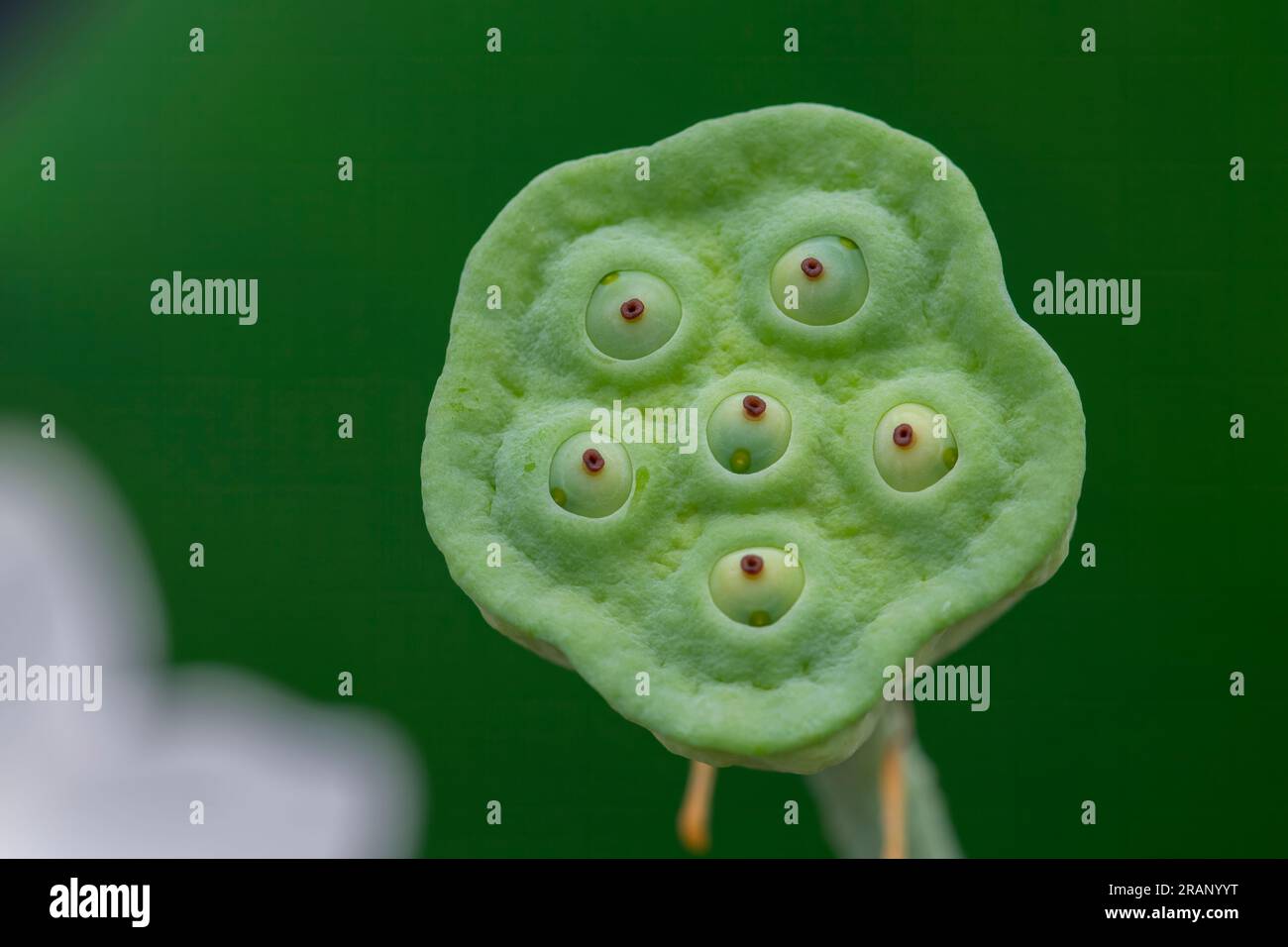 Water lotus seed pods looking like alien creature eyes Stock Photo - Alamy