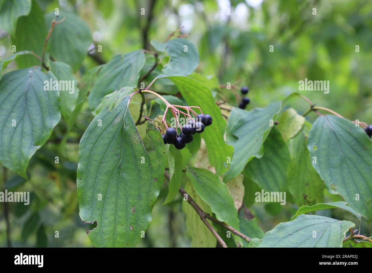 Cornus sanguinea, the common dogwood or bloody dogwood, black berries ...