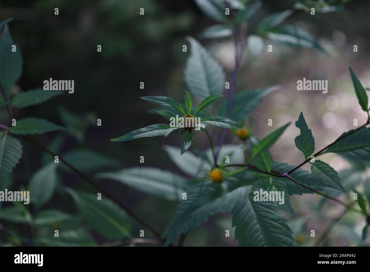 Bidens frondosa, devil's beggarticks flowers in the forest Stock Photo ...