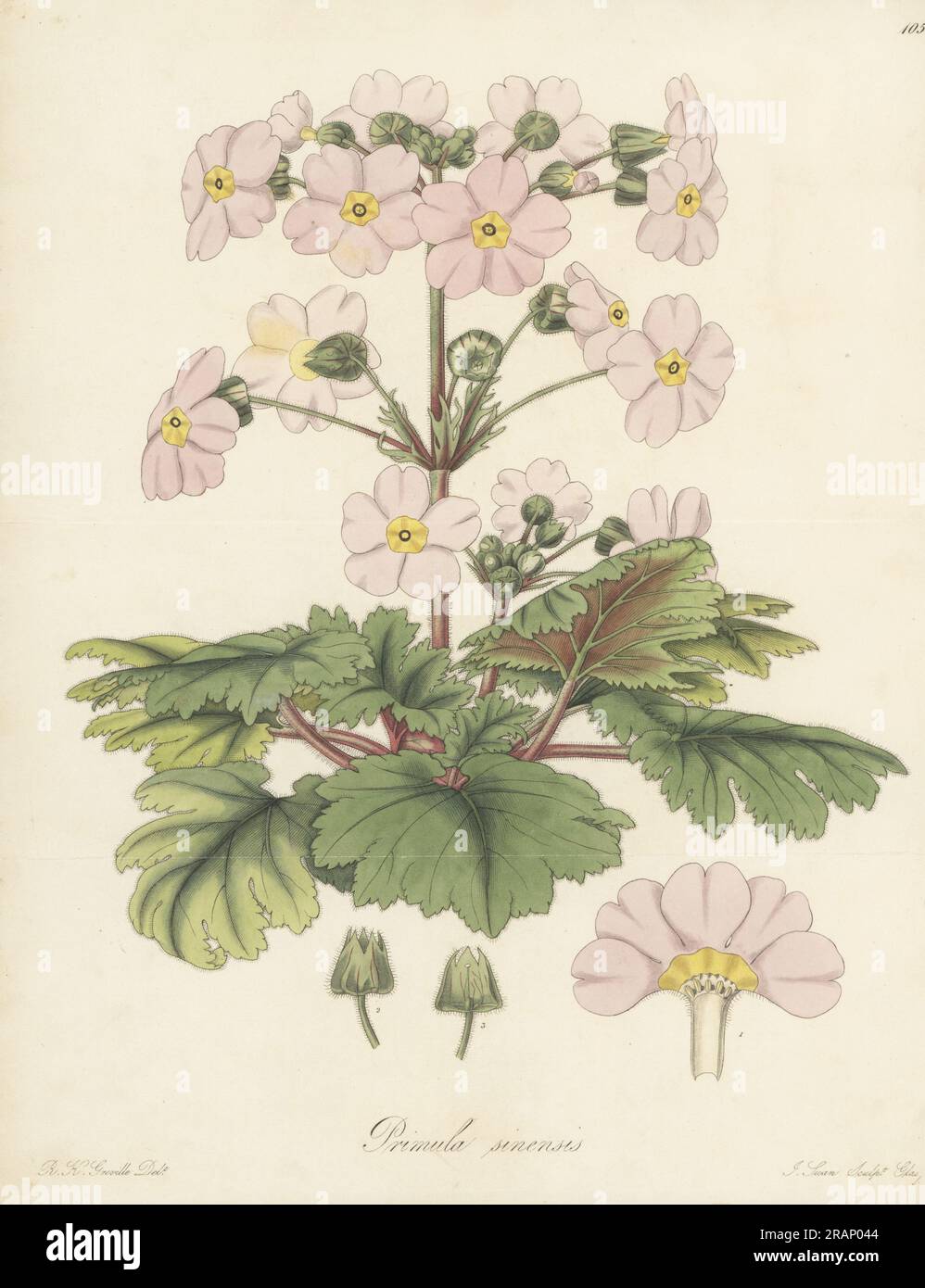 Splendid Chinese primrose, Primula sinensis. Handcoloured copperplate ...