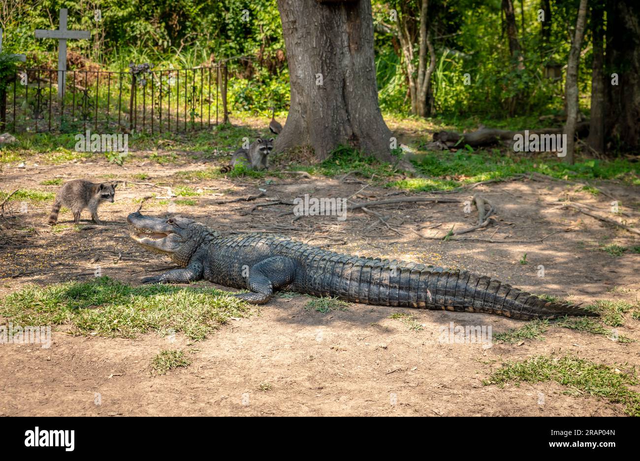 Alligators in the swamps of Louisiana, USA Stock Photo - Alamy
