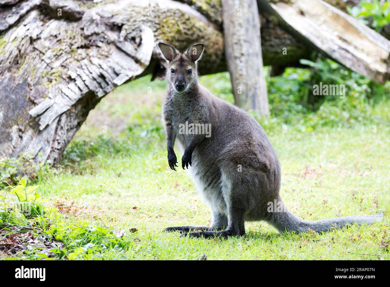 Kangaroo in a clearing in the wild Stock Photo - Alamy