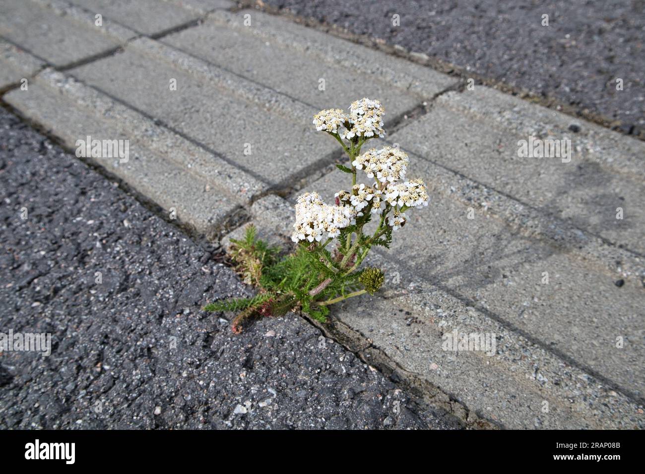 Achillea millefolium, common yarrow growing on a dry crack in pavement ...