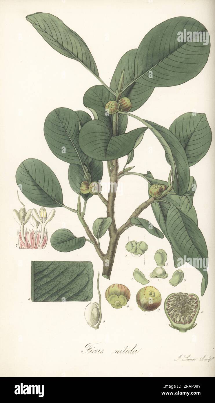 Weeping fig, benjamin fig, Ficus benjamina. Native to Malabar, India ...