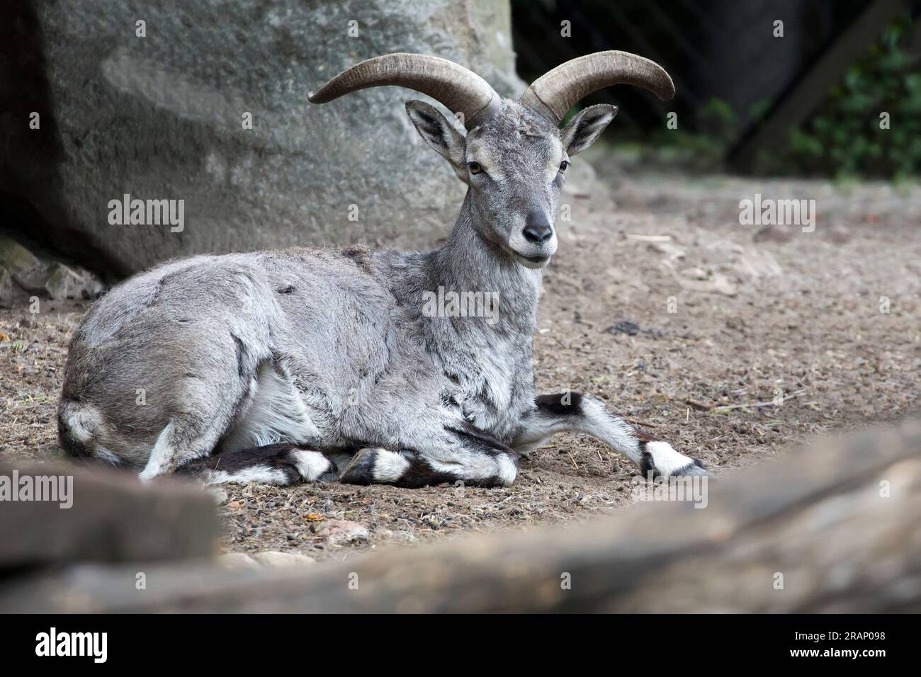 Meadow clearing hi-res stock photography and images - Alamy