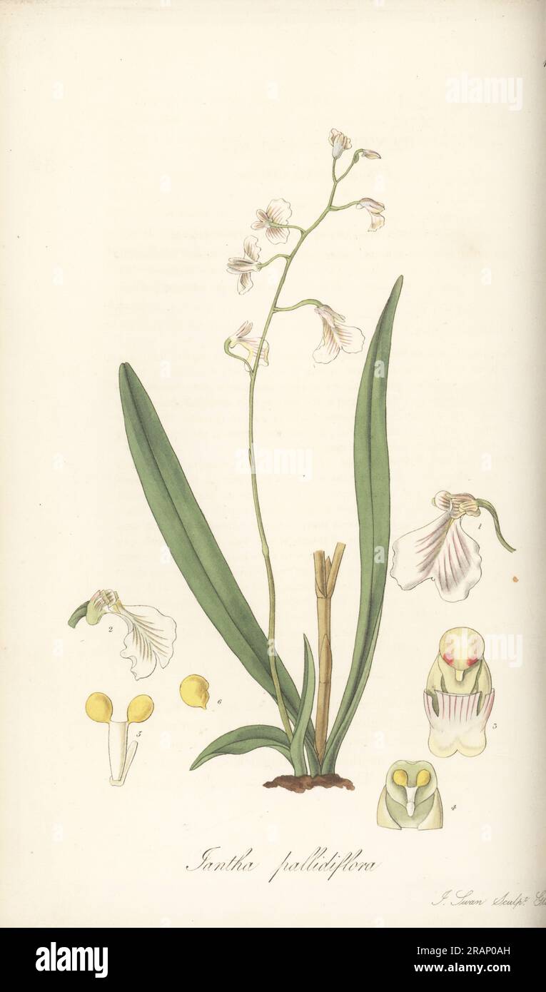 Delicate violet orchid, Ionopsis utricularioides. Native to tropical ...