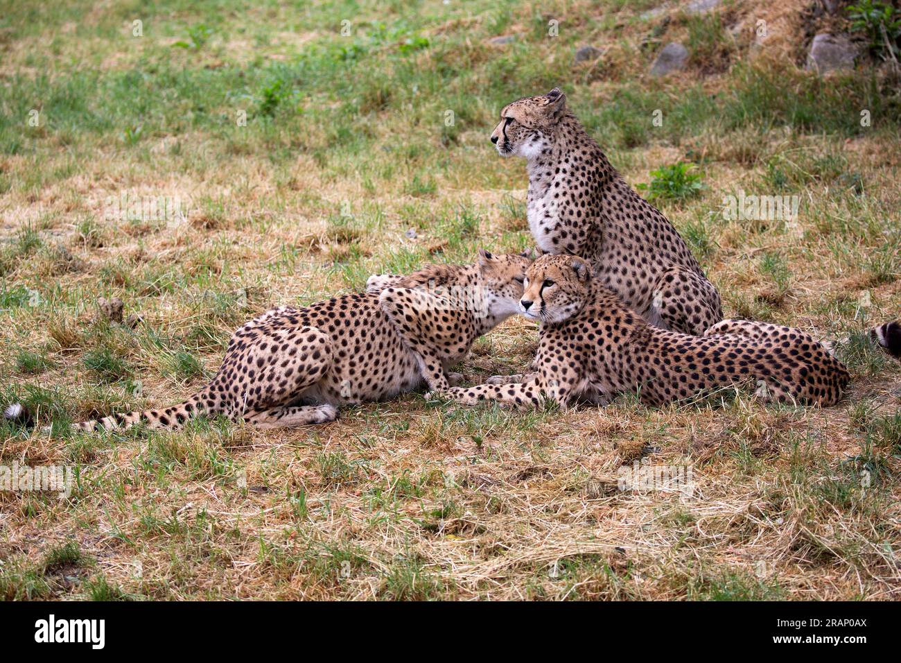 family of cheetahs resting in a clearing Stock Photo - Alamy