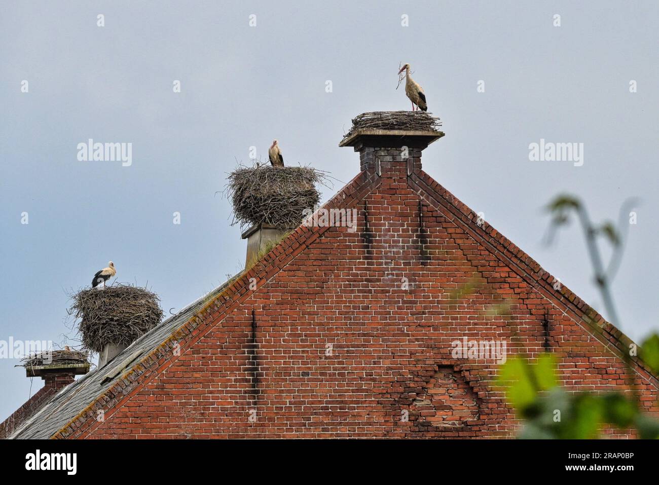 Nest storch hi-res stock photography and images - Alamy