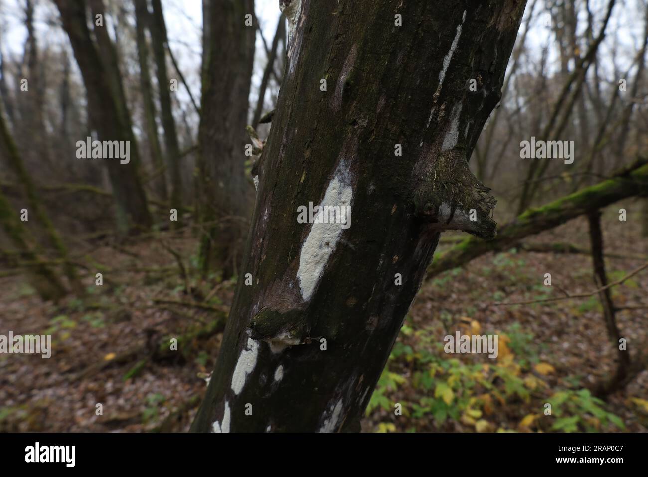 White Mold on the bark of a tree, autumn woods atmosphere Stock Photo ...