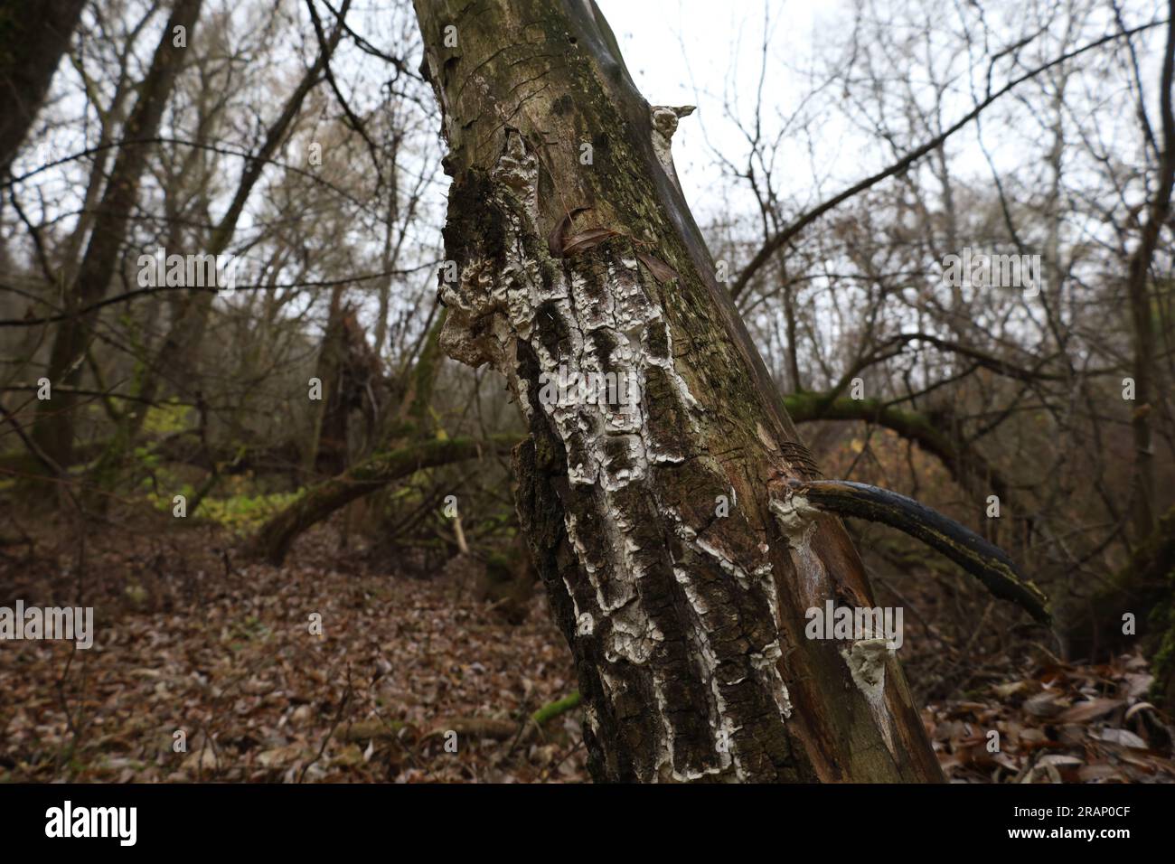 White Mold on the bark of a tree, autumn woods atmosphere Stock Photo ...