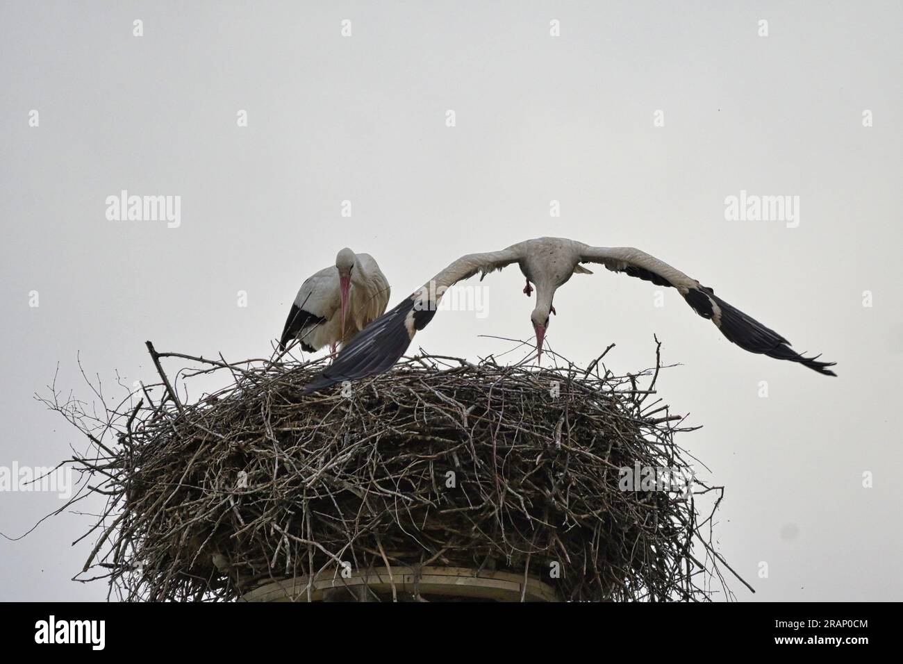 Störche nest hi-res stock photography and images - Alamy