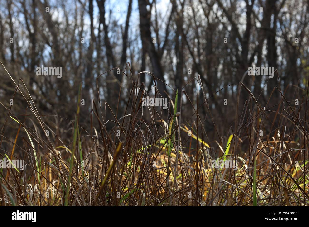Bright autumn grasses hi-res stock photography and images - Alamy