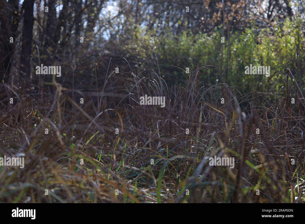 Bright autumn grasses hi-res stock photography and images - Alamy